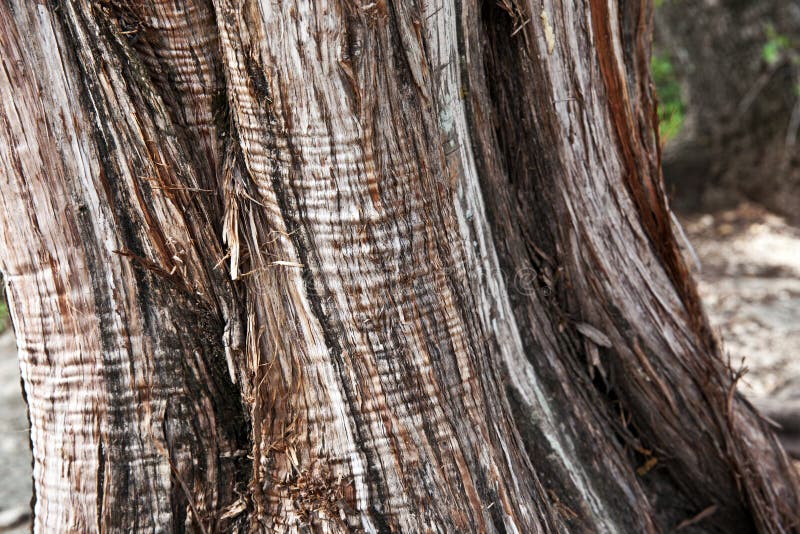 Juniper Tree Bark stock photo. Image of juniper, trees - 91025156
