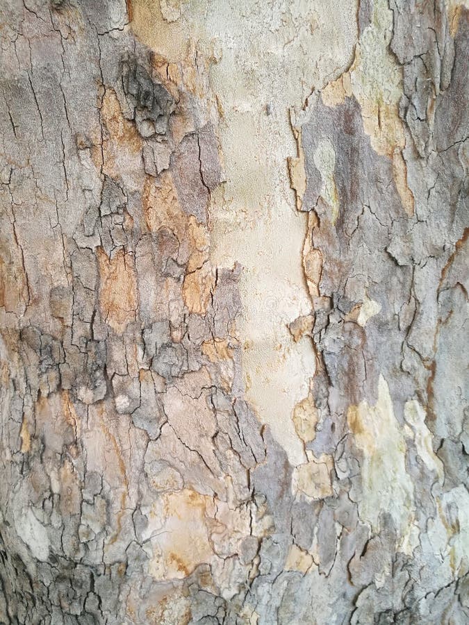 Tree bark texture stock photo. Image of macro, texture - 98881386