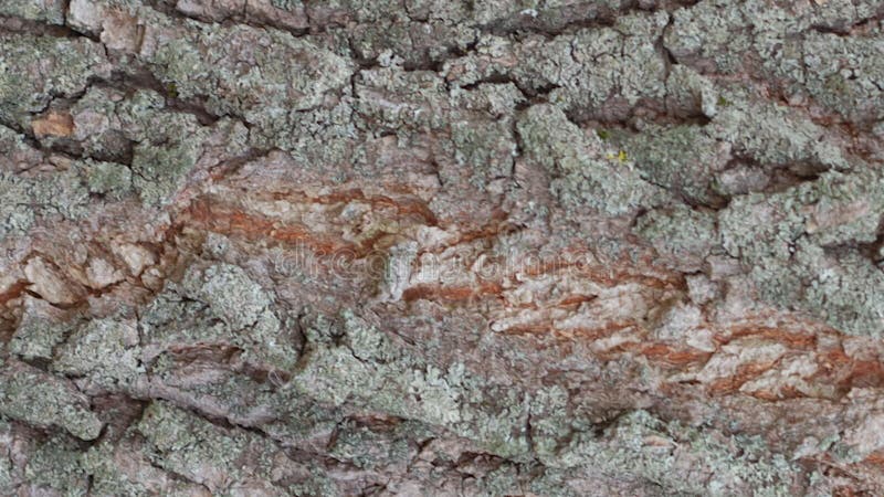 Tree Bark Texture Close Up, Slow Motion. Natural Background Stock Video ...