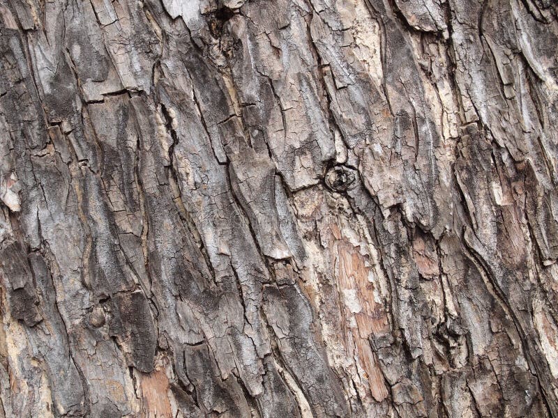 Tree bark texture stock photo. Image of corroded, tree - 182028712