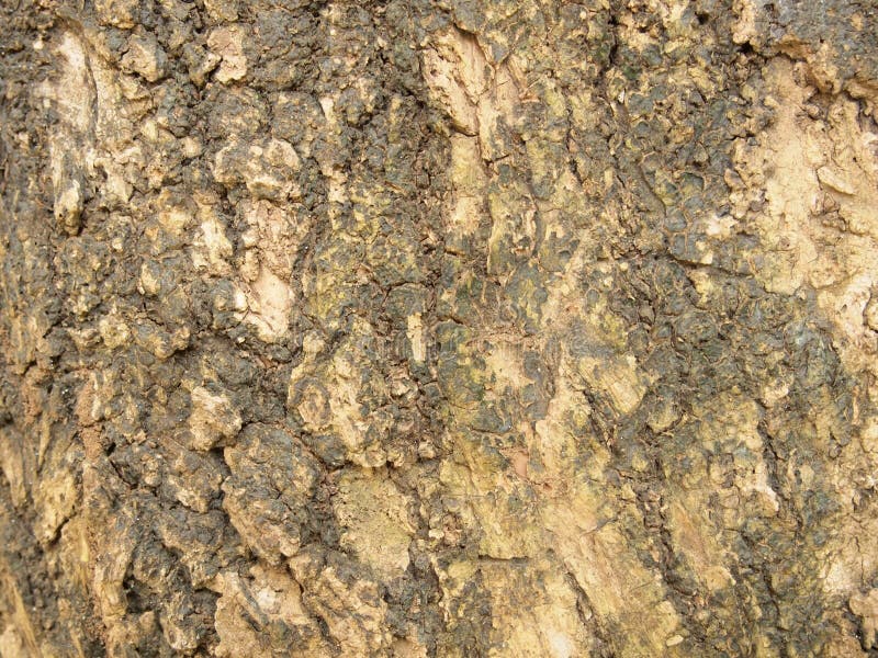 Tree bark texture stock image. Image of board, forest - 188649427