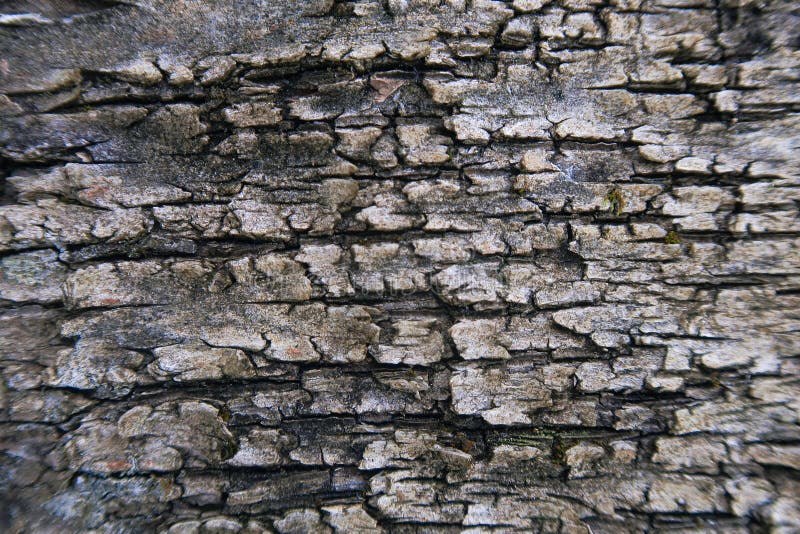 Tree bark texture close up stock image. Image of soil - 262524797
