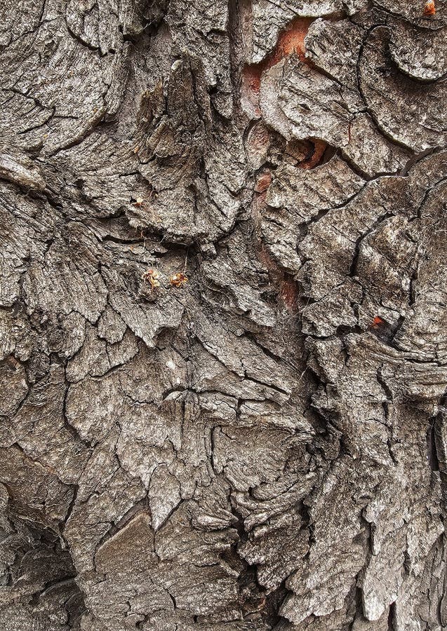 Tree Bark Texture Closeup of Different Shapes Stock Photo - Image of ...