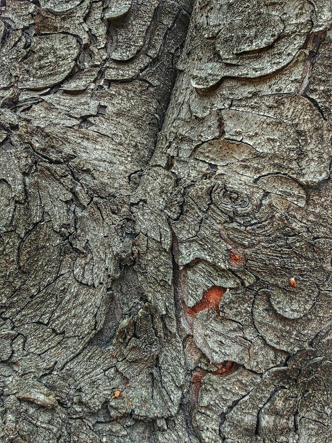 Tree Bark Texture Closeup of Different Shapes Stock Photo - Image of ...