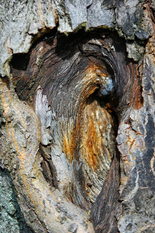 Tree Bark Texture Closeup - Morarilor Park Stock Image - Image of park ...