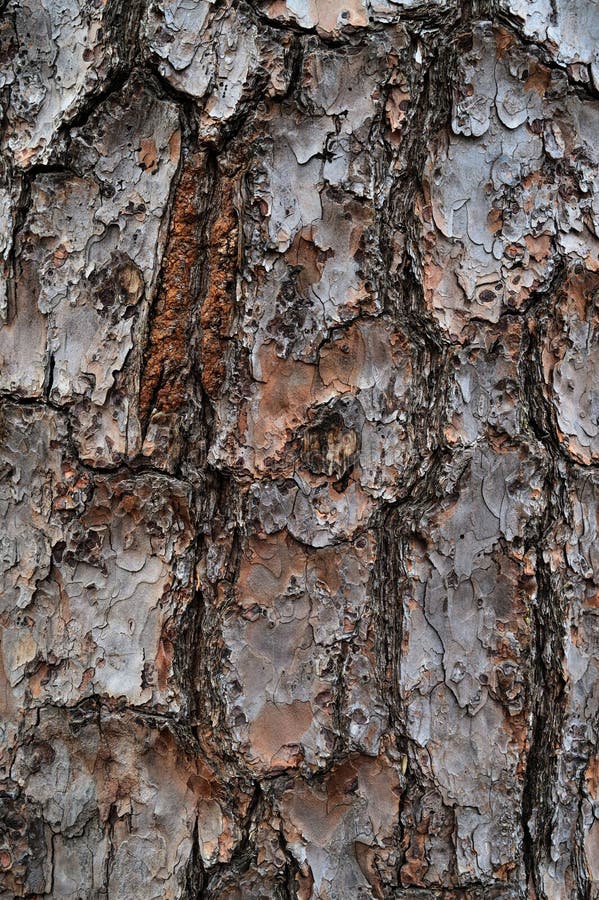 Tree bark texture closeup. stock image. Image of forestry - 371887985