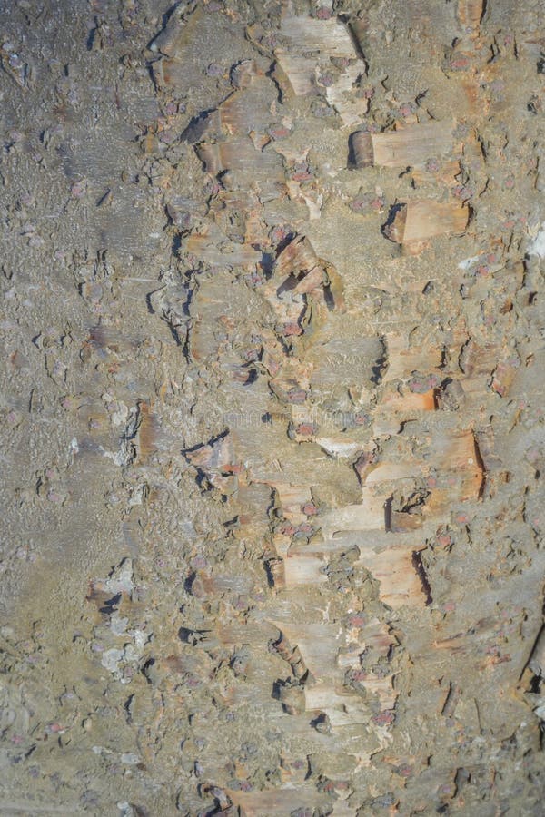 Tree bark texture. Cork. stock image. Image of illusion - 82169371