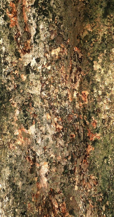 Tree bark texture stock photo. Image of brown, nature - 78066100