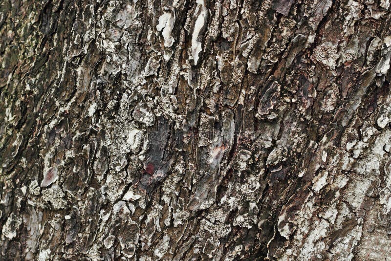 Tree bark texture stock photo. Image of pine, abstract - 78066300