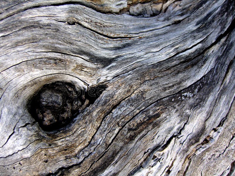 Tree bark texture stock image. Image of texture, macro - 105968205