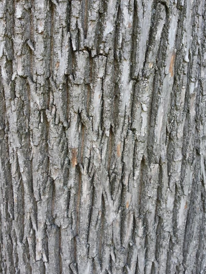 Tree Bark Texture in grey stock photo. Image of texture - 134405706