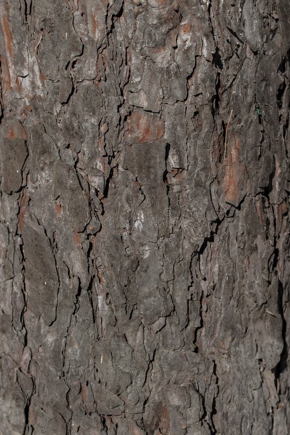 Tree Bark Texture with Detailed Wooden Pattern Macro Stock Photo ...
