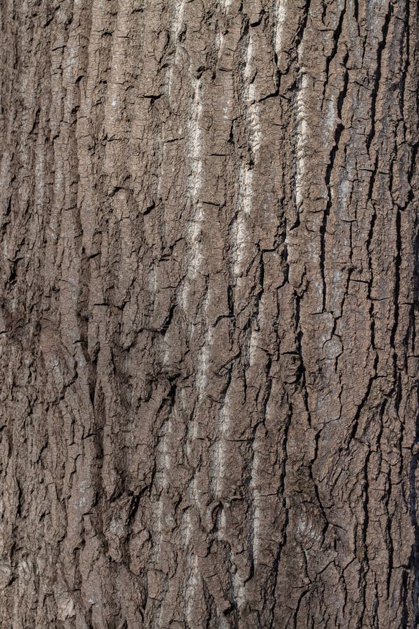 Tree Bark Texture with Detailed Wooden Pattern and White Vertical ...
