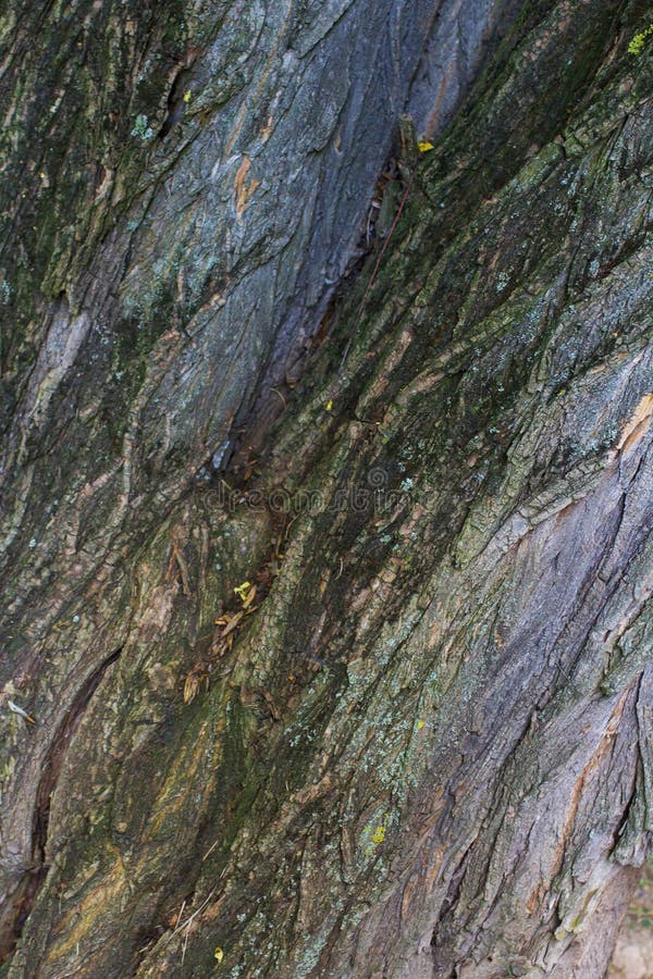 Tree Bark Texture. Diagonal Pattern Stock Photo - Image of skin ...