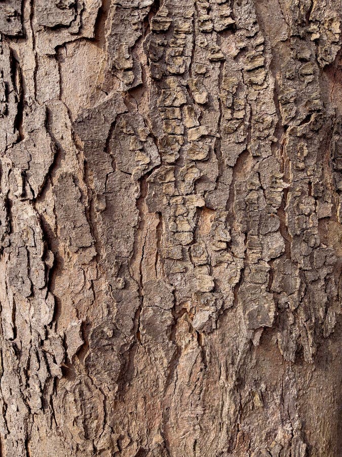 Tree bark texture stock photo. Image of trunk, organic - 214835564