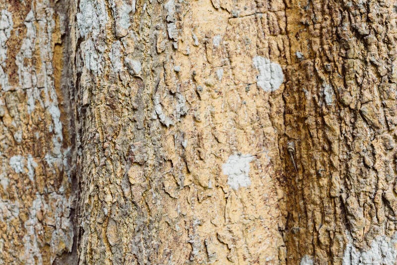 Tree Bark Texture Fine Quality Wod Stock Photo - Image of wood, fine ...