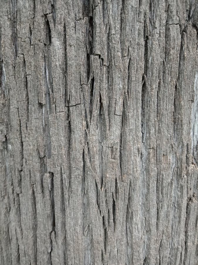 Tree Bark Texture in the Forest, Textured Background Wallpaper. Stock ...