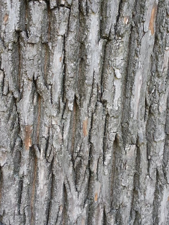 Tree Bark Texture in grey stock photo. Image of tones - 134405646