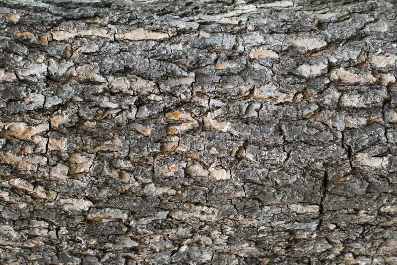 Tree bark texture stock image. Image of scar, rough, seamless - 92165369