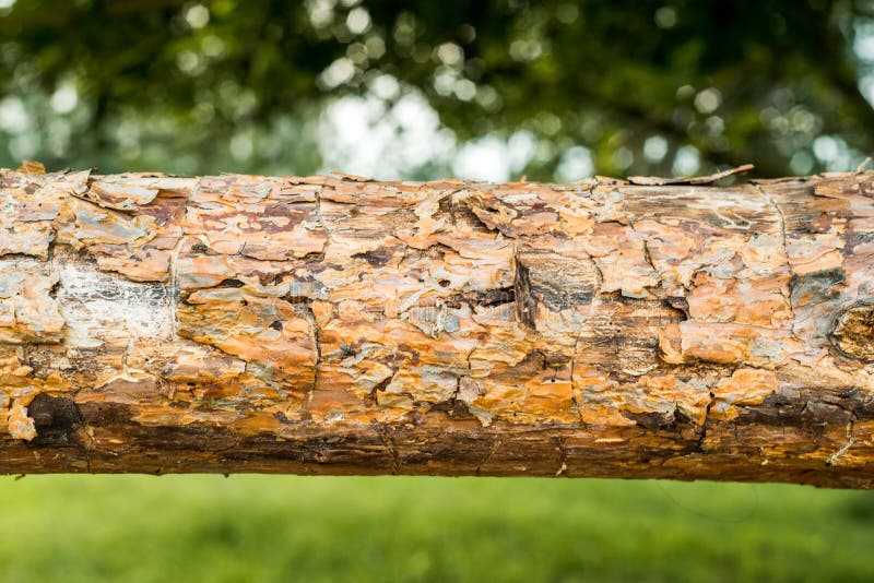 Tree Bark. Horizontal Tree Trunk in the Forest. Fence Log, Texture ...