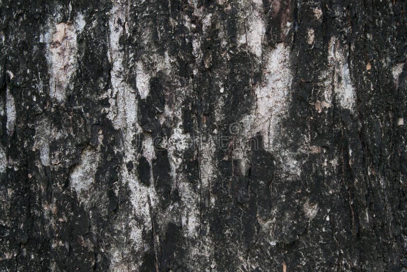 Tree bark texture image stock photo. Image of bark, board - 162715060