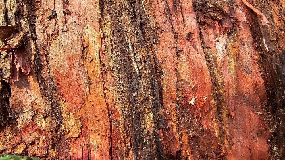 Tree bark texture stock image. Image of tints, closeup - 340890177