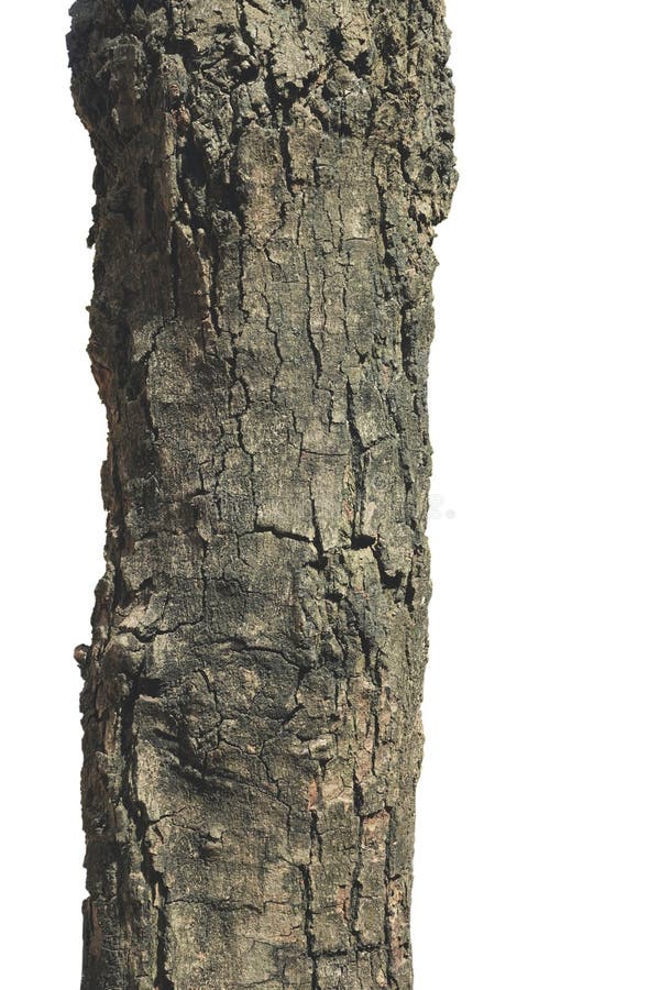 Tree Bark Texture Isolated on White Background with Clipping Path for ...