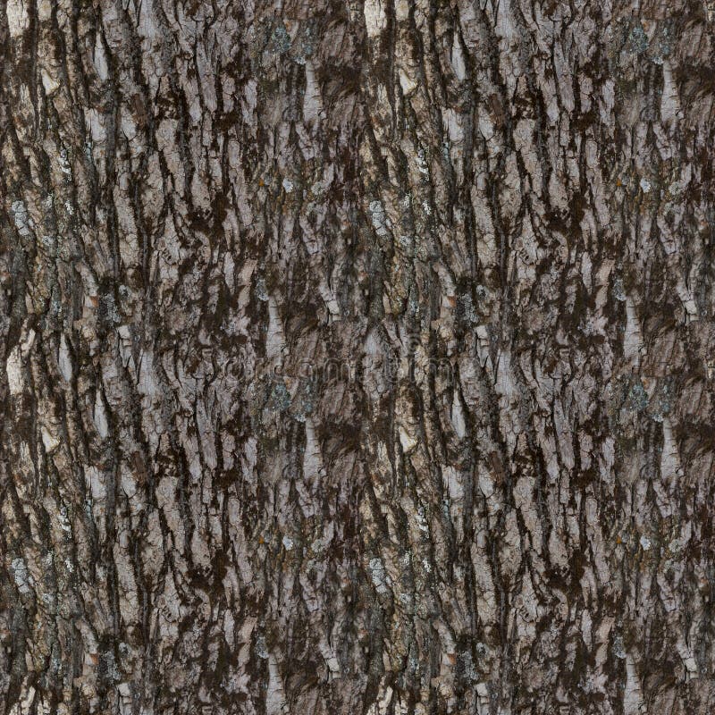 Tree Bark Texture. 4k Seamless Texture Stock Photo - Image of pine ...