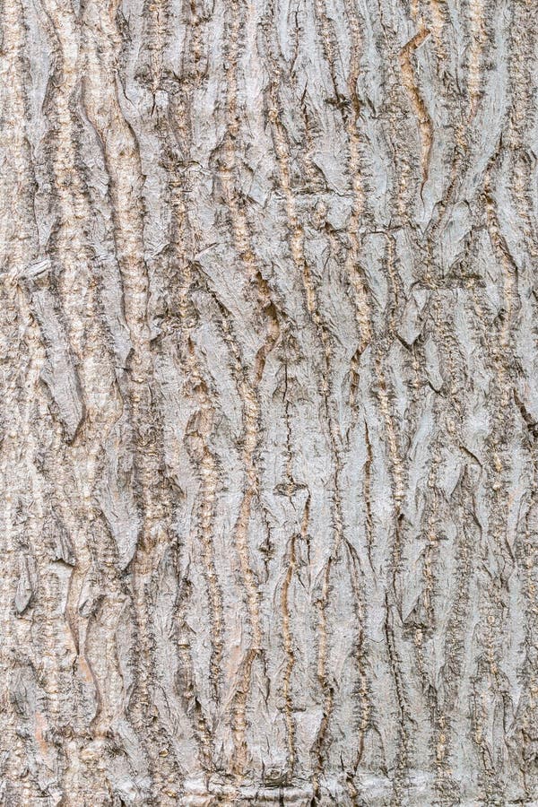 Tree Bark Texture with Light Colors Stock Photo - Image of natural ...