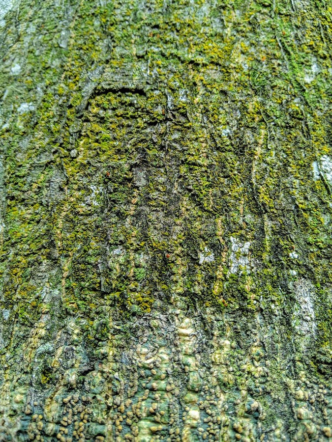 Tree Bark Texture with a Little Green Moss Stock Photo - Image of bark ...