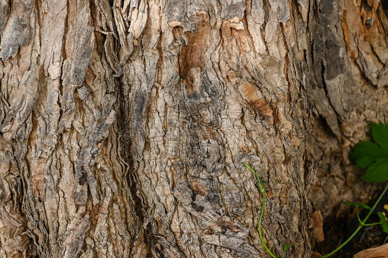 Tree bark texture. London stock photo. Image of skin - 335499412