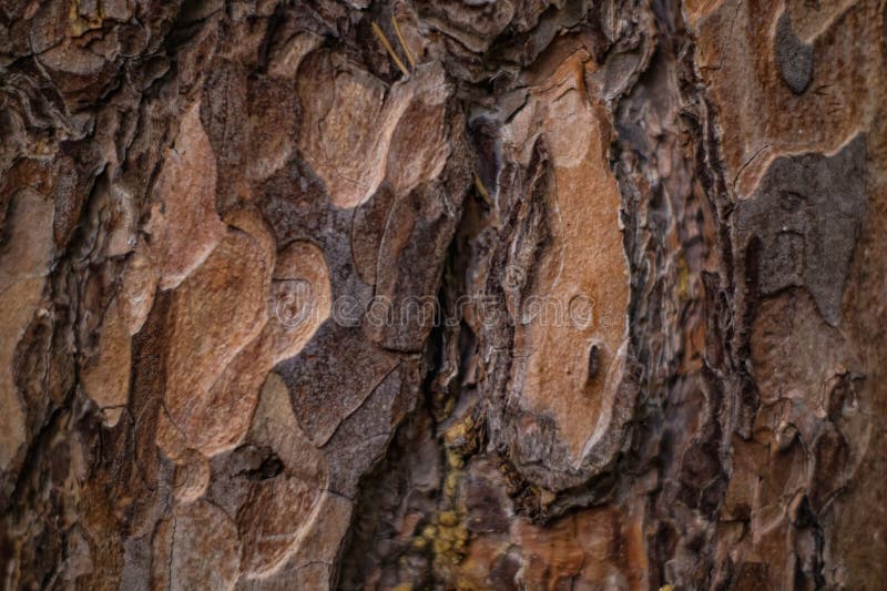 Tree Bark Texture in Macro Photography, Background Image Stock Image ...