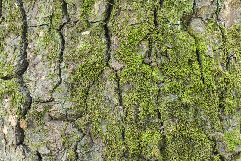 Tree Bark Texture with Moss Stock Image - Image of nature, texture ...