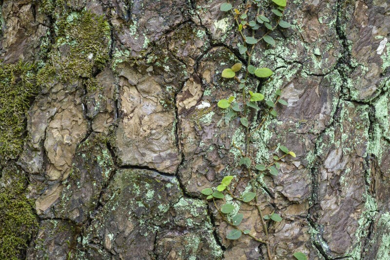 Tree Bark Texture with Moss Stock Photo - Image of bark, nature: 47357928
