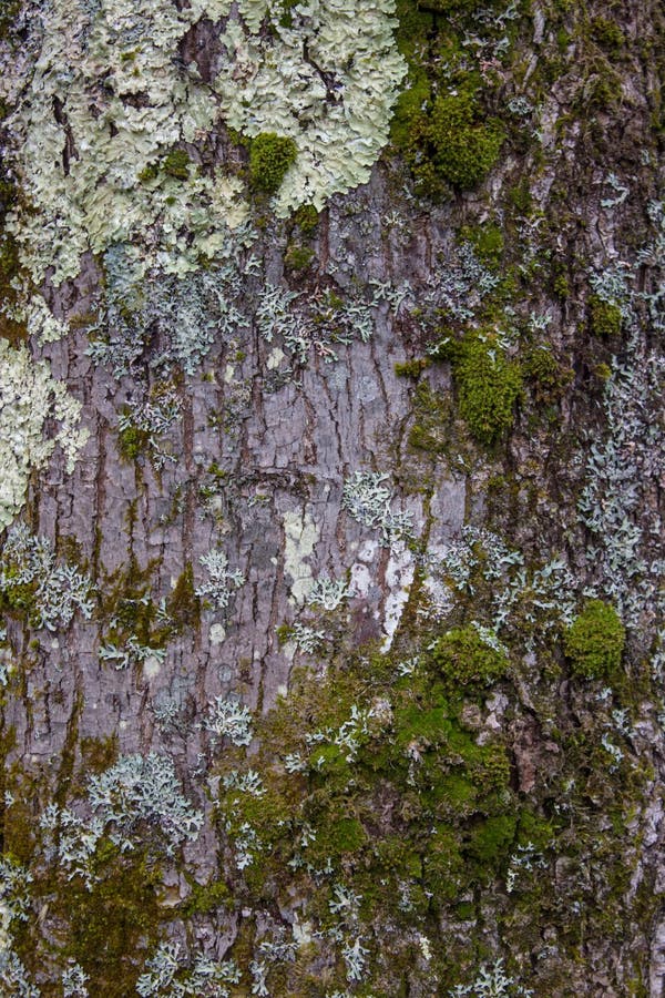Tree Bark Texture with Moss Stock Photo - Image of texture, dark: 81288146