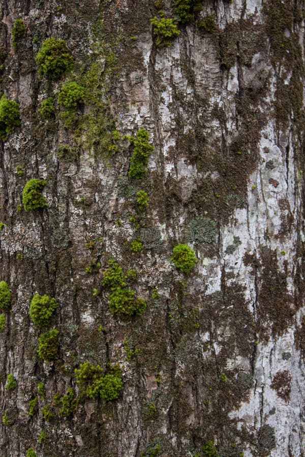 Tree Bark Texture with Moss Stock Image - Image of growth, grooves ...