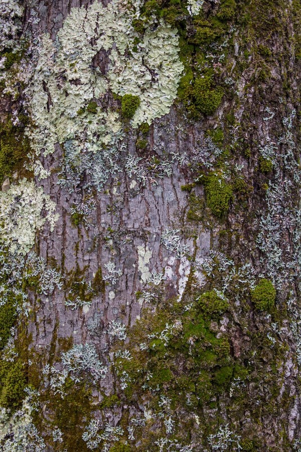 Tree Bark Texture with Moss Stock Image - Image of maple, woods: 81298001