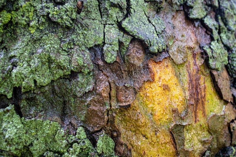Tree Bark Texture with Moss and Lichen Growing Stock Image - Image of ...