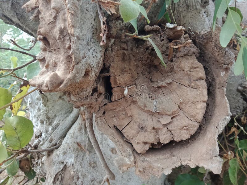 Tree bark texture with mud stock photo. Image of teak - 129934886