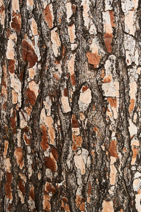 Tree Bark Texture, Natural Background Stock Image - Image of forestry ...