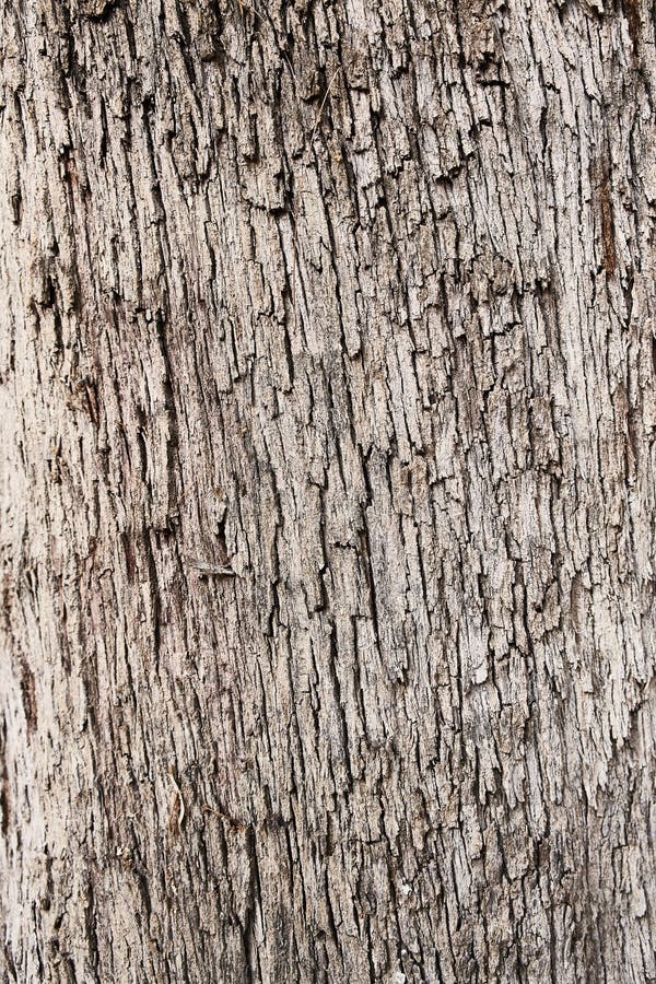 Tree Bark Texture, Natural Background Stock Image - Image of texture ...