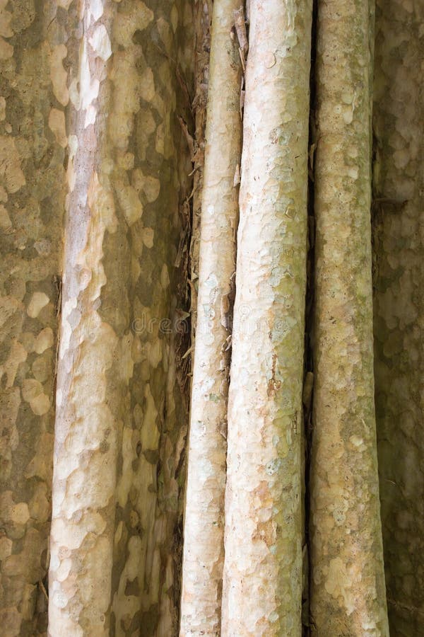 Tree bark texture stock photo. Image of material, bark - 46544556