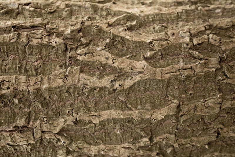 Totara Tree Photos - Free & Royalty-Free Stock Photos from Dreamstime