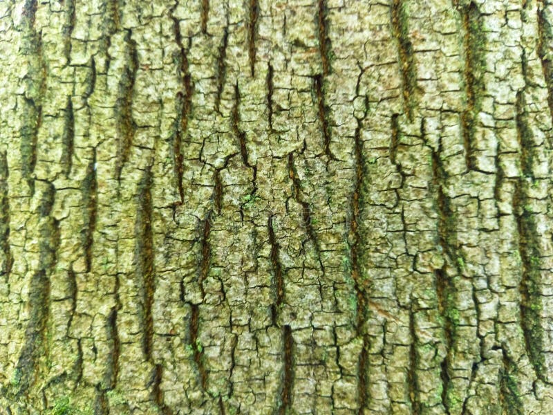 Tree Bark Texture. Nature Texture. Background Nature. Abstract Nature ...