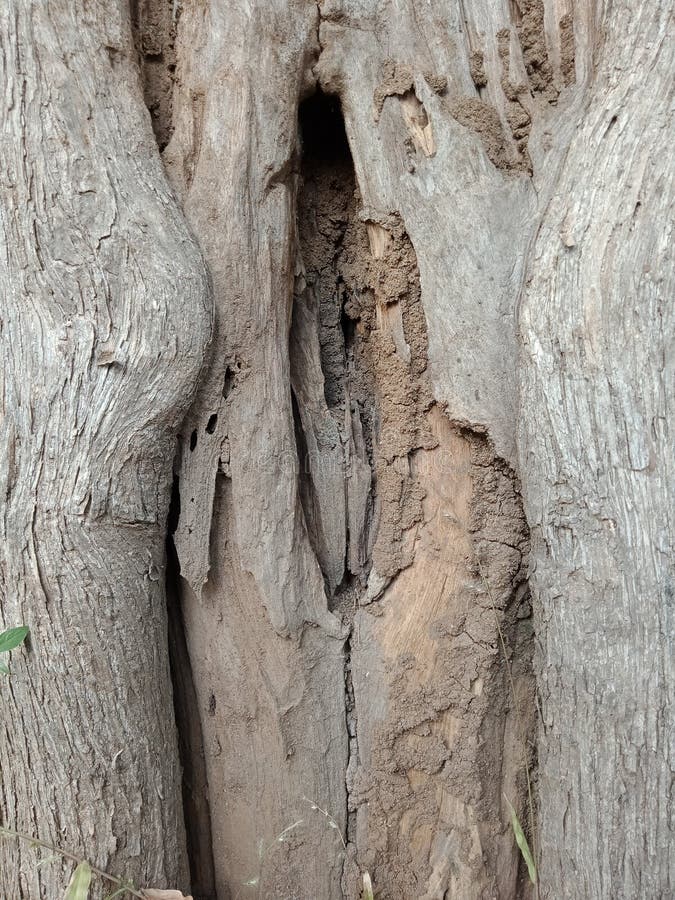 Scary Tree Bark with Texture, Nature Creation Background Wallpaper ...