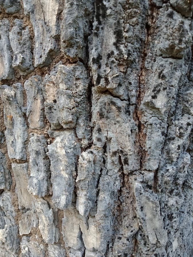 Scary Tree Bark with Texture, Nature Creation Background Wallpaper ...