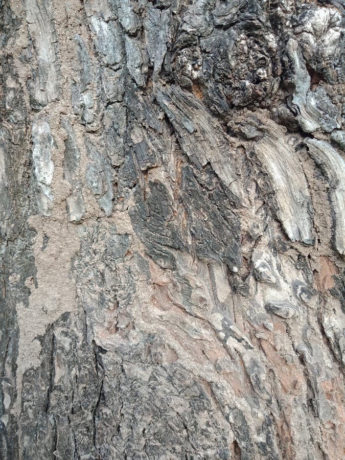 Tree Bark Texture stock photo. Image of hard, dead, forest - 129792314