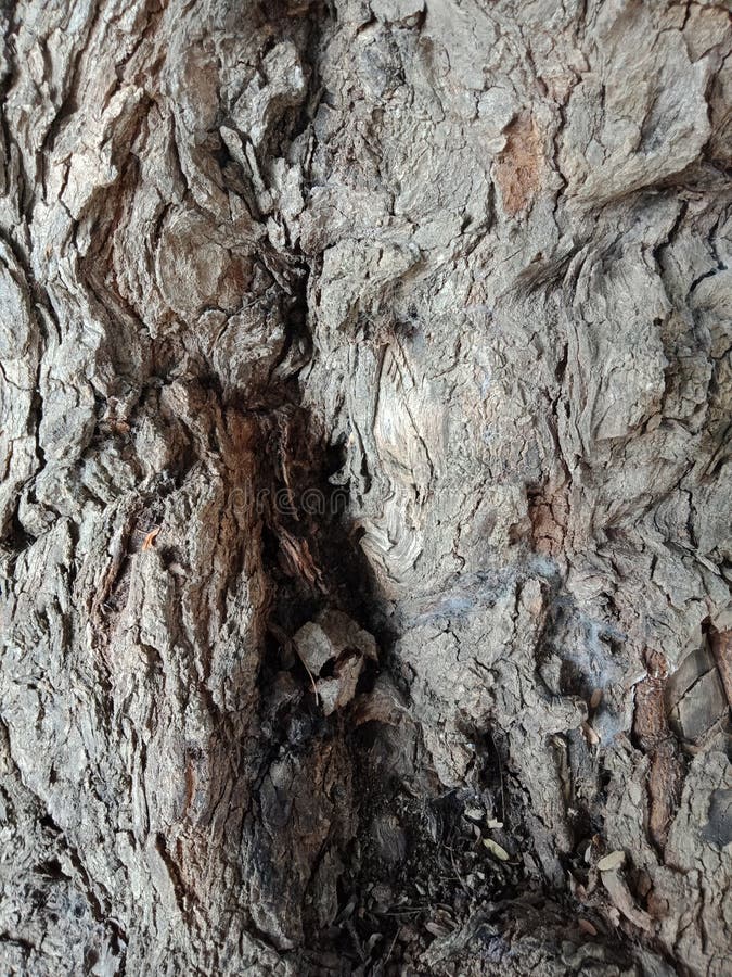 Tree bark texture stock photo. Image of tracery, rustic - 129952826