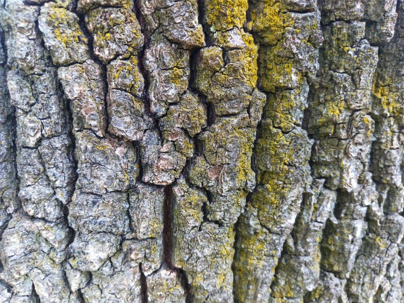 Tree Bark Texture. Nature Relief. Nature Texture. Background Nature ...