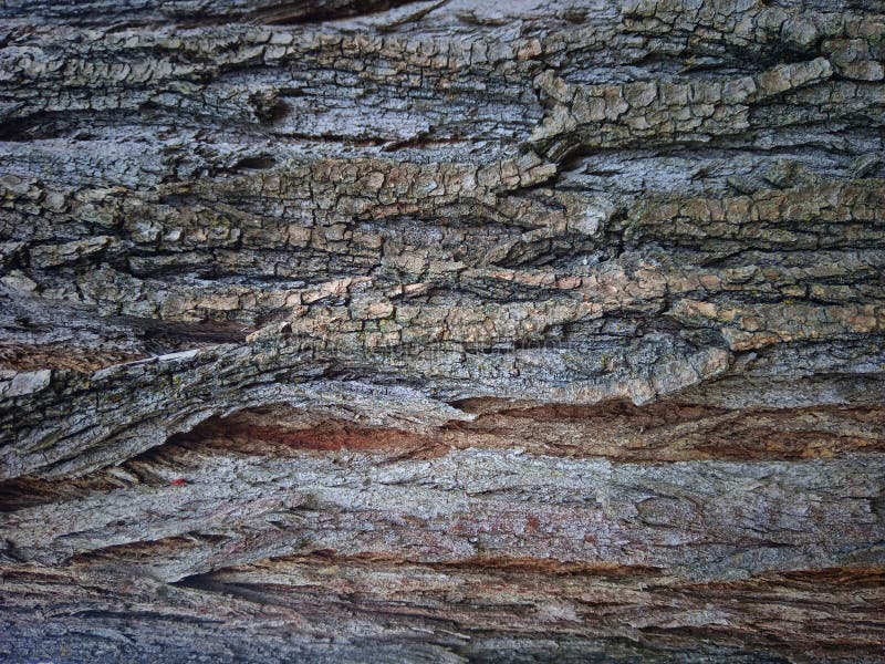 Tree Bark Texture. Nature Texture. Nature Relief. Abstract Nature ...